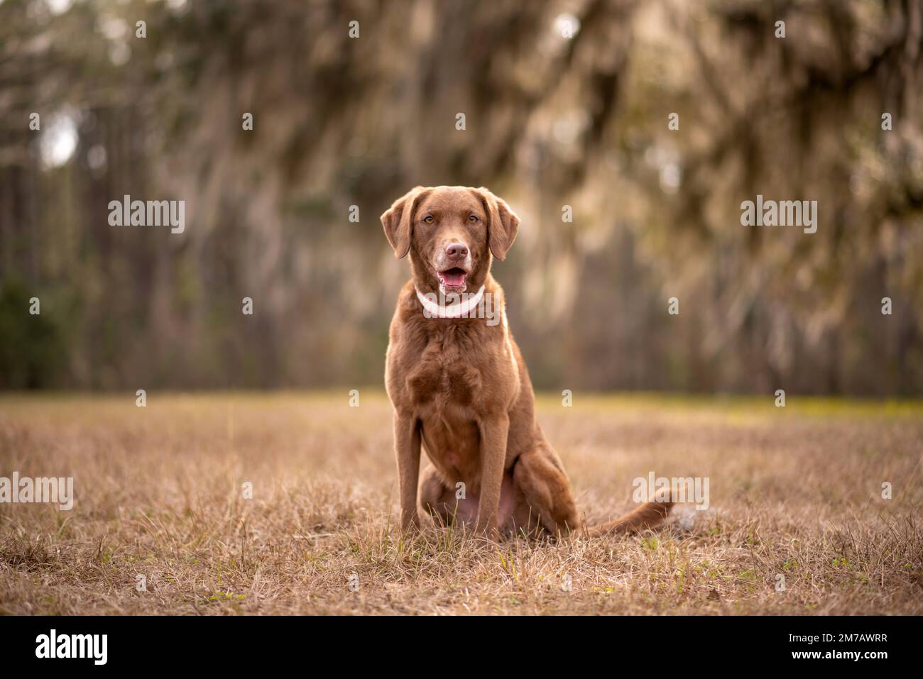 Chesapeake bay retriever. Dog Chesapeake Bay Retriever in the field ...