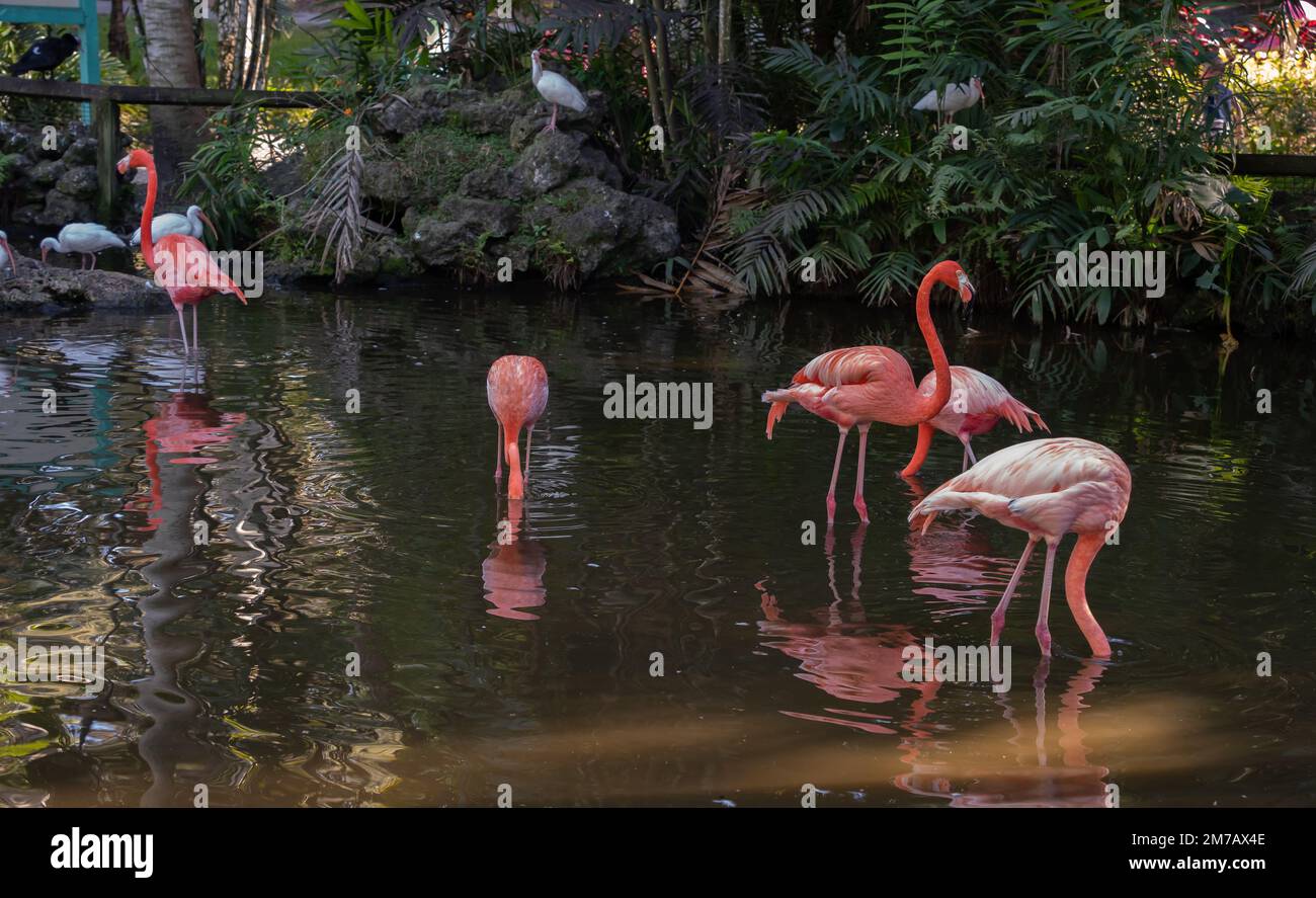 Miami, Florida - January 7, 2023: Beautiful Pink Flamingos in Flamingo ...