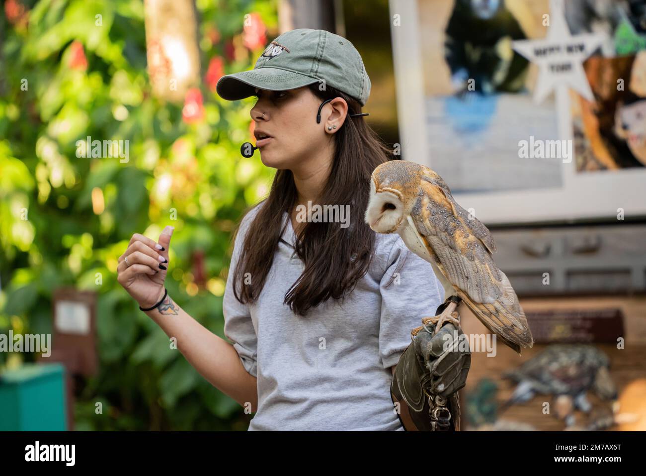 Miami, Florida - January 7, 2023: Big white Owl sitting on the glove of ...