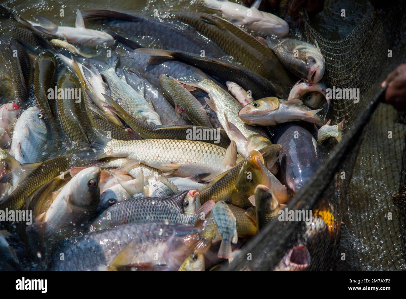Different types of carp fish jumping inside a net while fishing in a ...