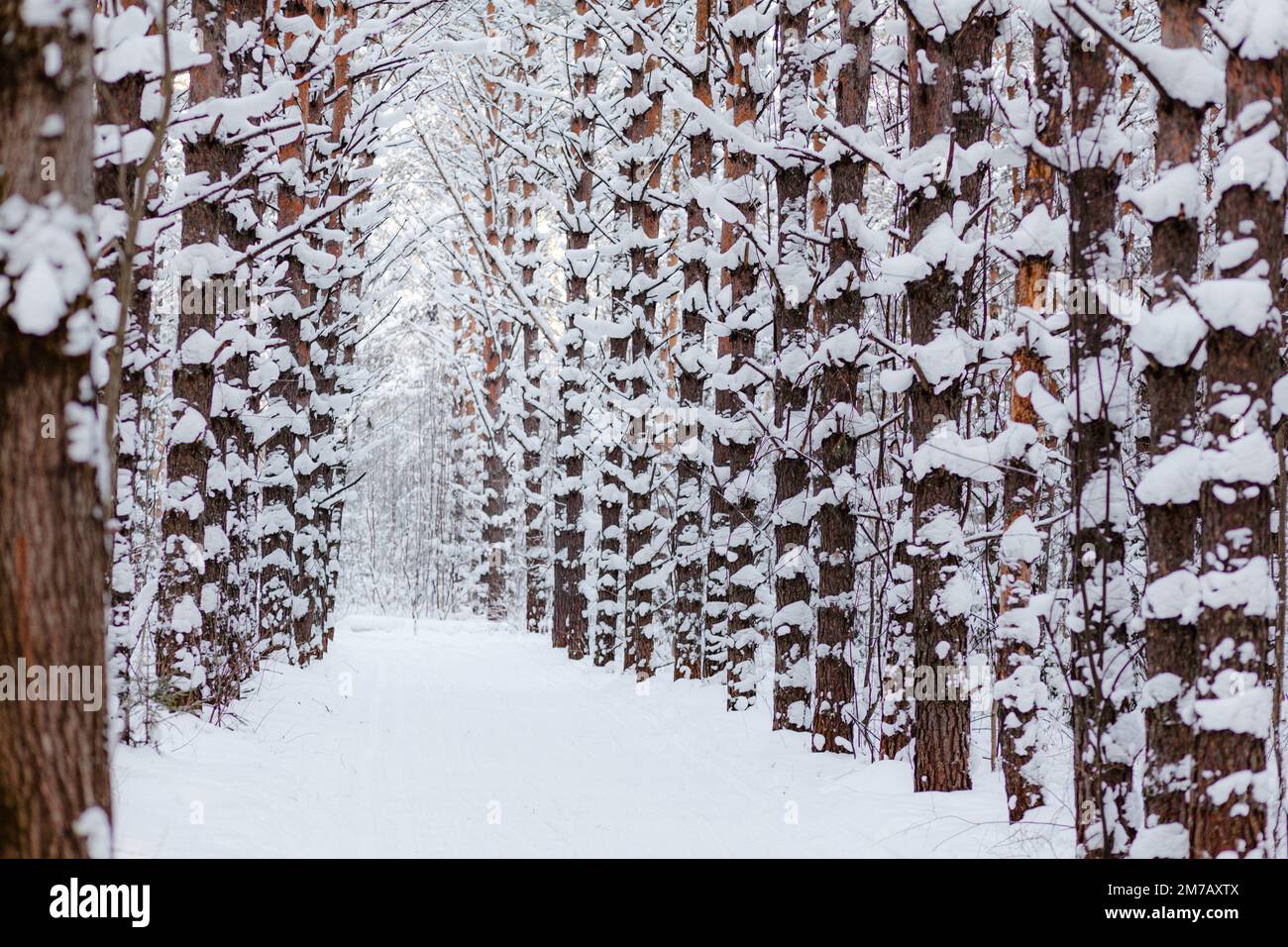 Sunlight through the trees in the forest. Snow trees and a cross ...
