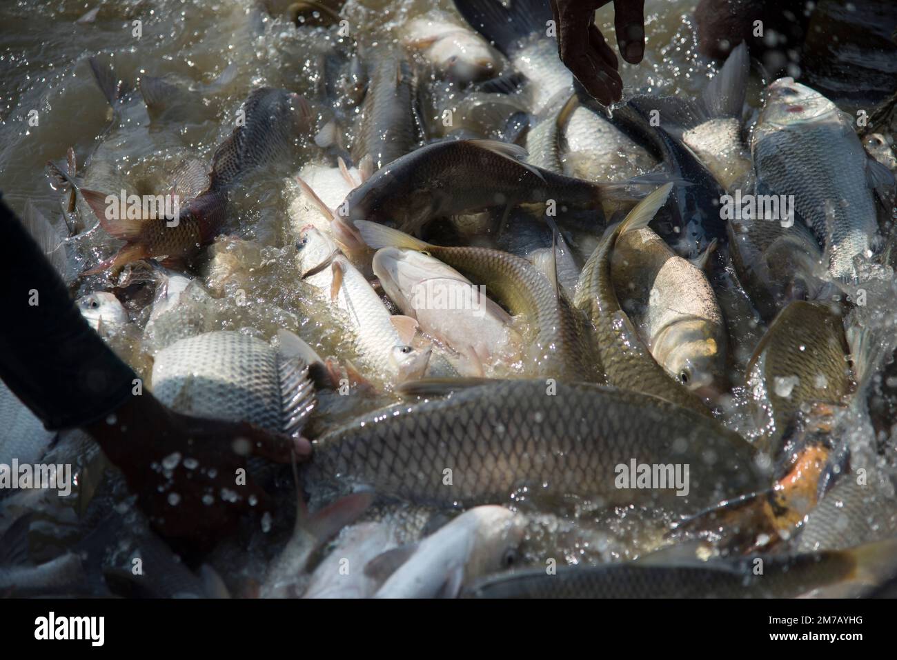 Different types of carp fish jumping inside a net while fishing in a ...