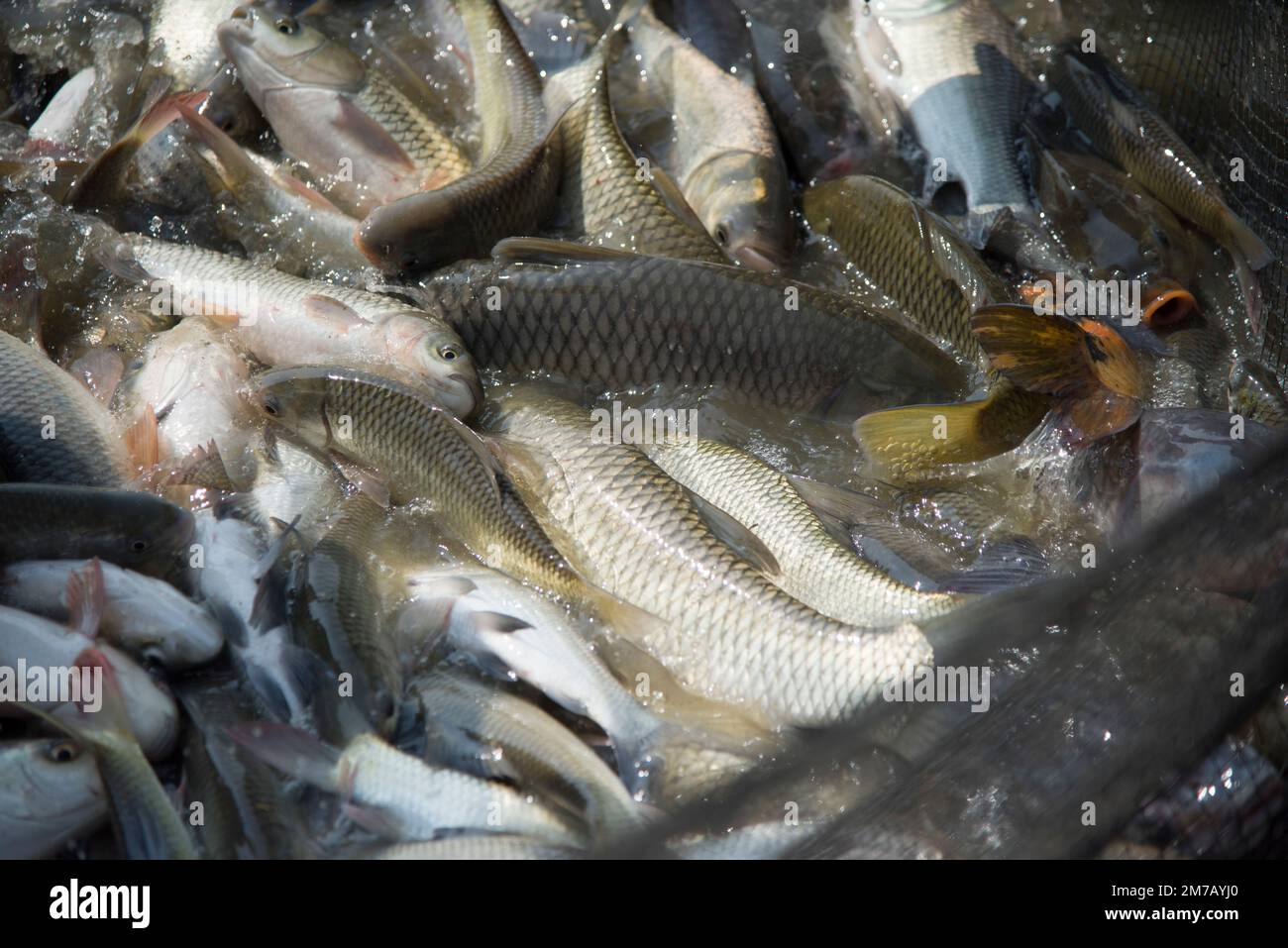 Different types of carp fish jumping inside a net while fishing in a ...