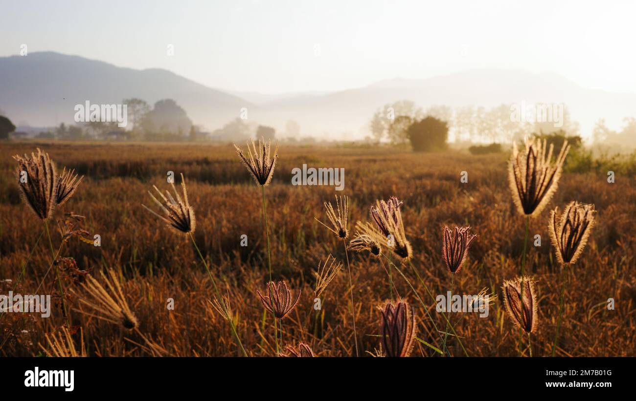 Close focus on fluffy flowering grasses on orange rice field with ...