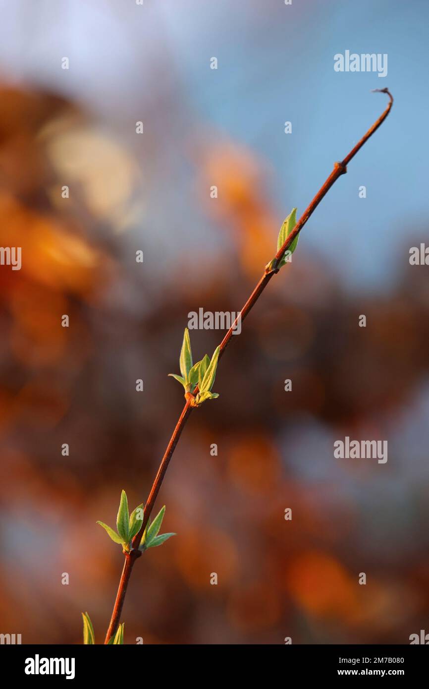 A sharp and detailed photo of nature details in springtime Stock Photo ...