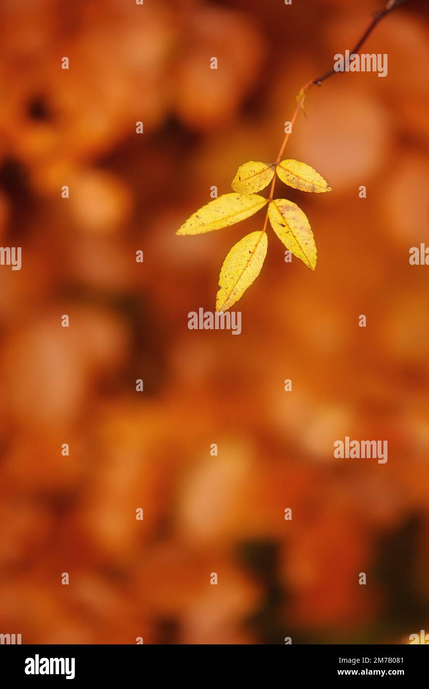 Biological colors hi-res stock photography and images - Alamy