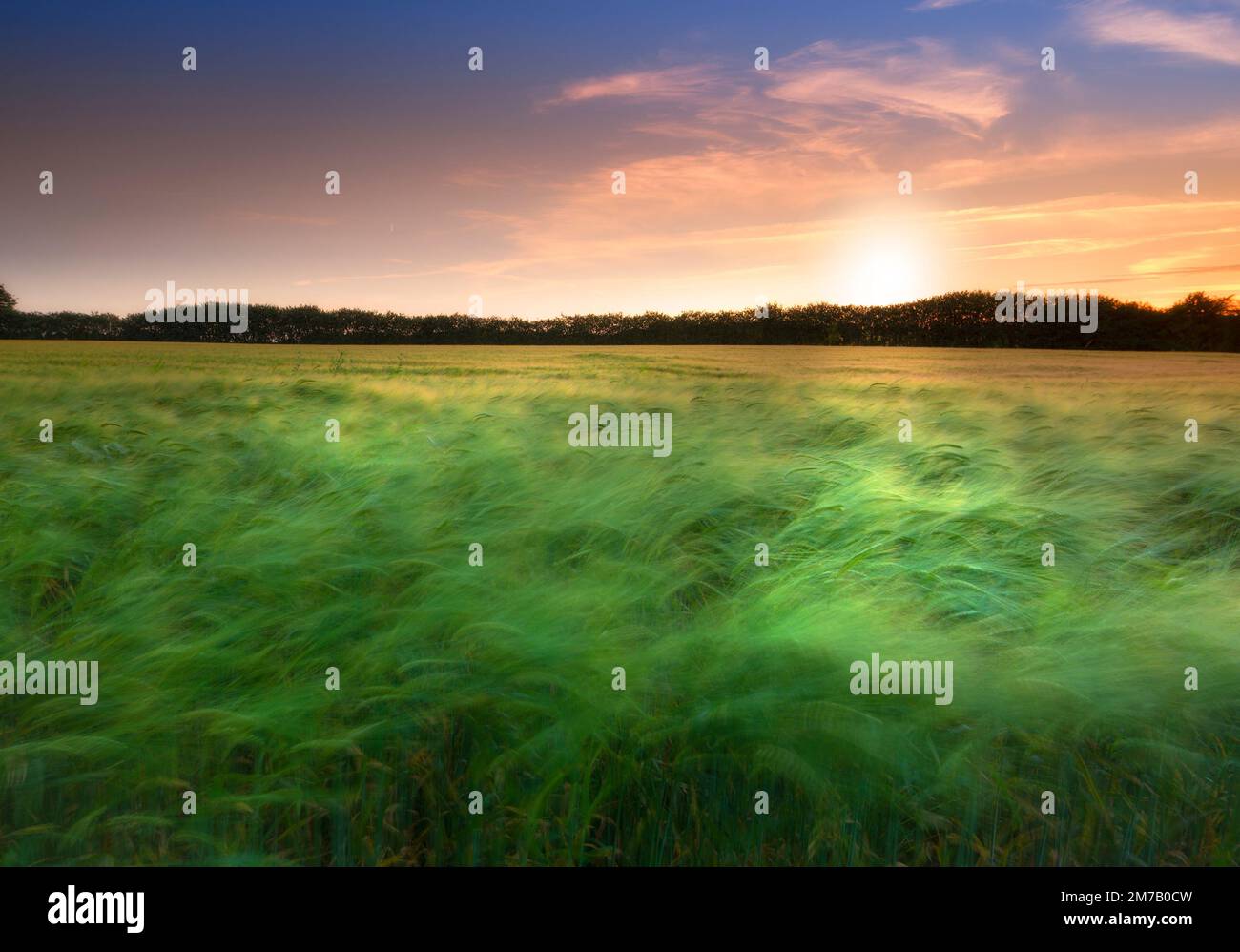 Wind whistling through a grassy landscape. Wind blowing through a lush ...