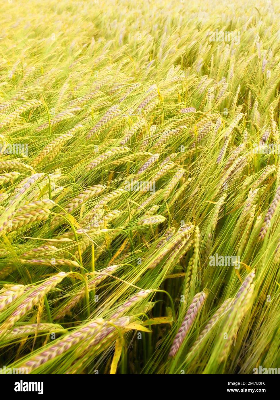 A photo of wheat ready to harvest Stock Photo - Alamy