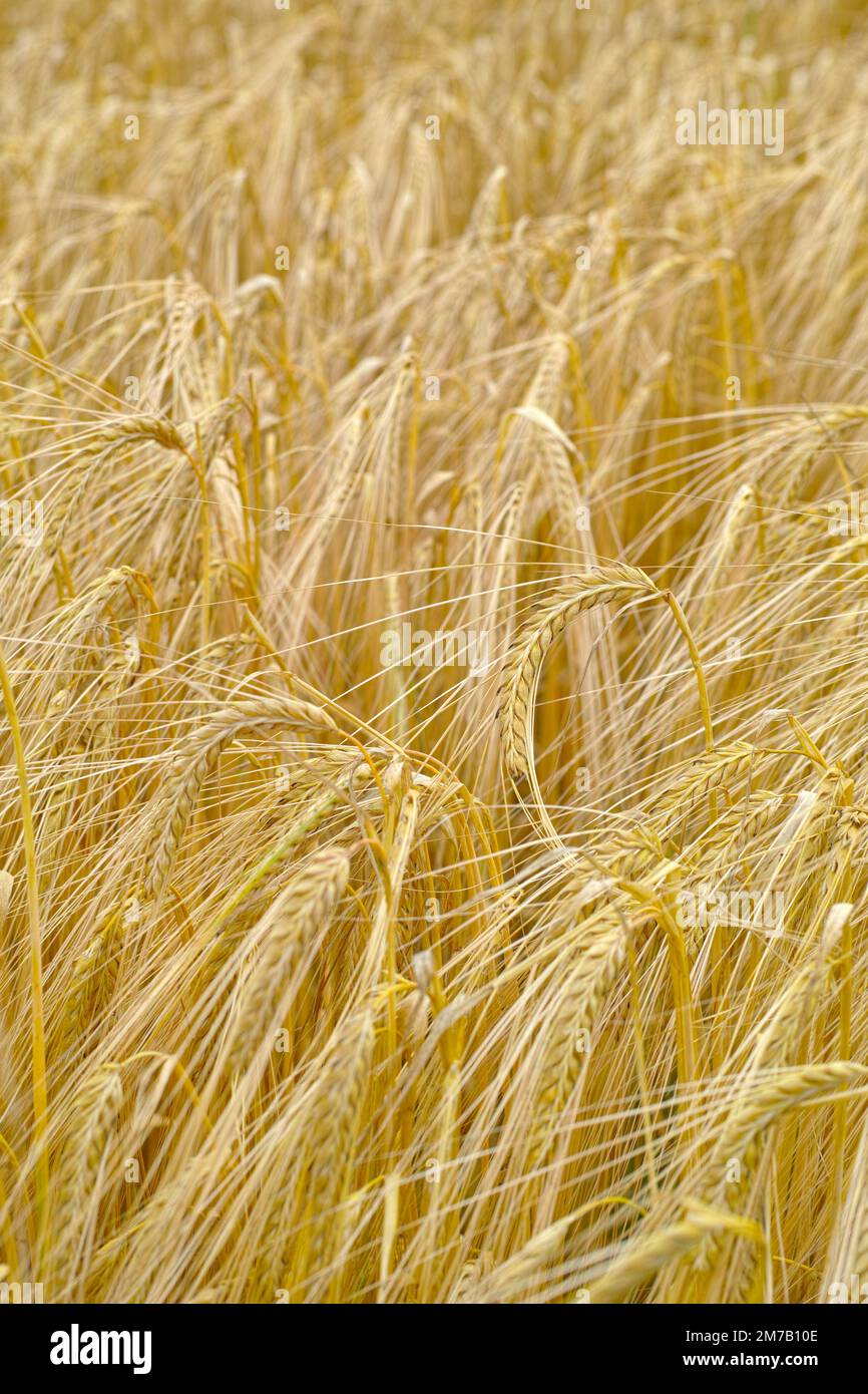 Natures ripe harvest - Wheat. wheat crops blowing in the breeze Stock ...
