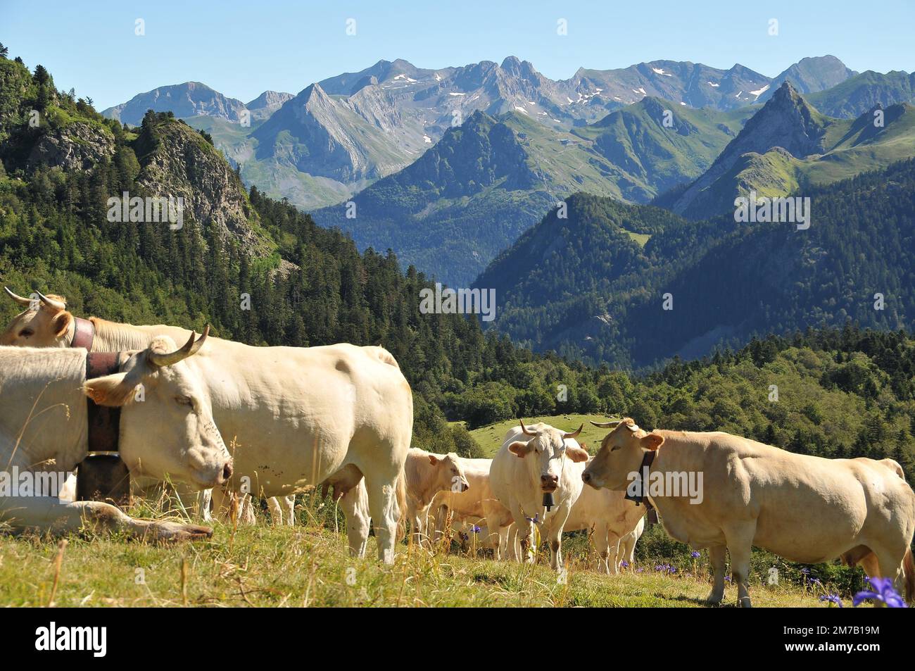 A herd of cows on a hilly grassland against a mountain landscape in the ...