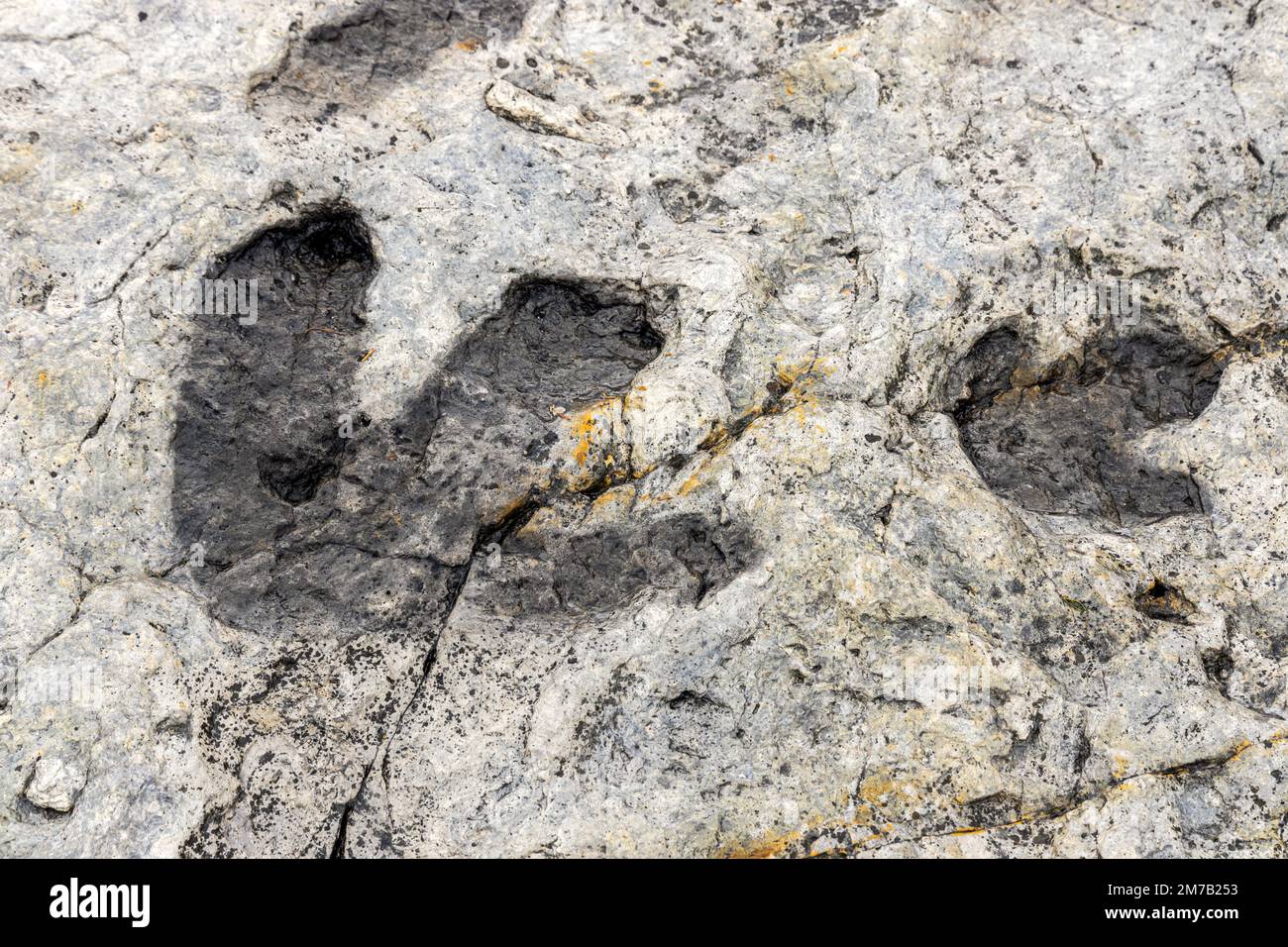 Fossilized dinosaur tracks at Dinosaur Ridge Park in Morrison, Colorado ...