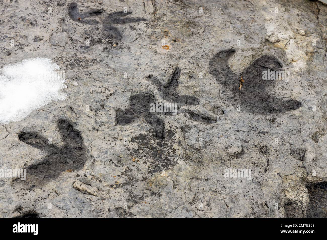 Fossilized dinosaur tracks at Dinosaur Ridge Park in Morrison, Colorado ...