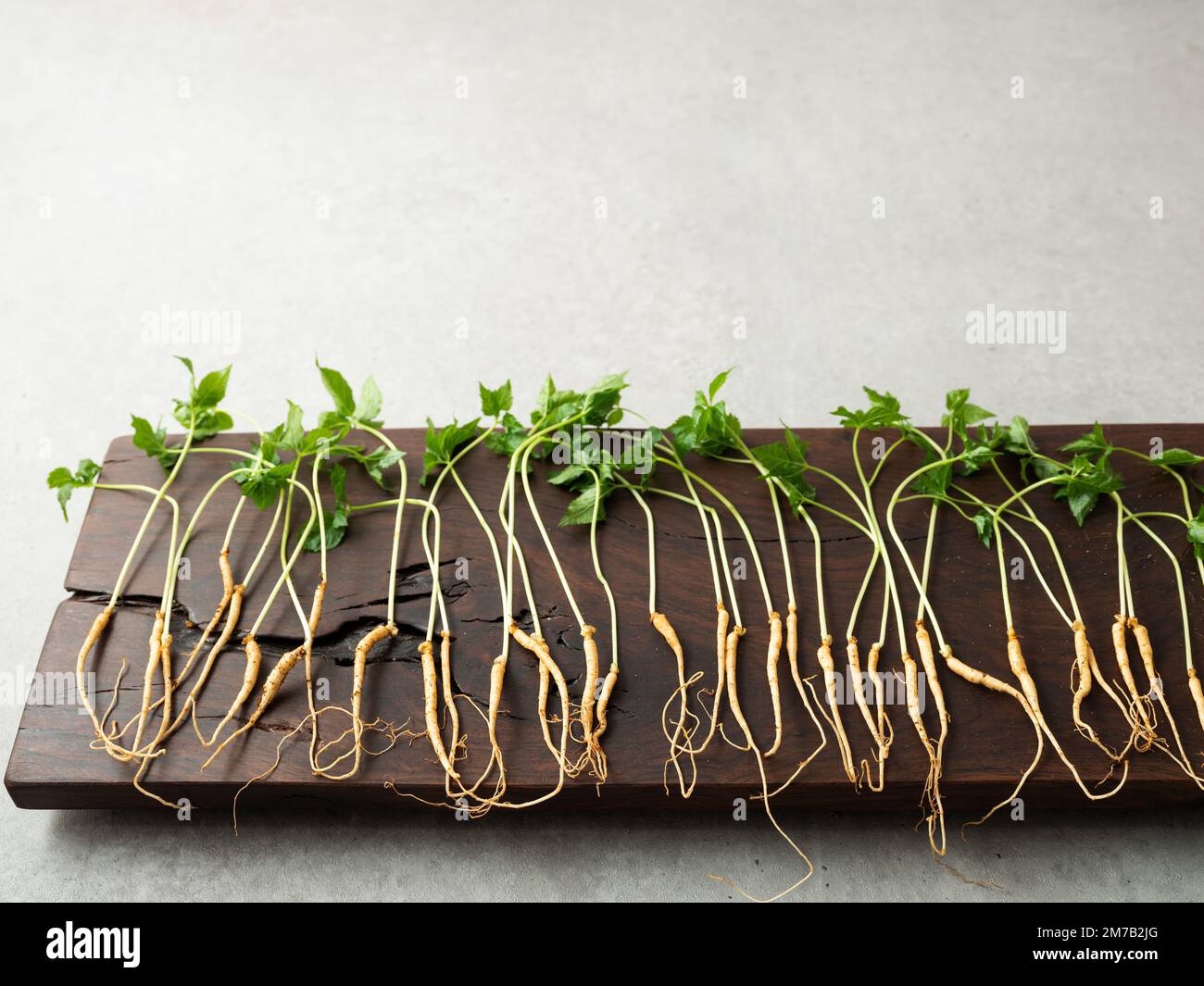 Camphor ginseng hi-res stock photography and images - Alamy