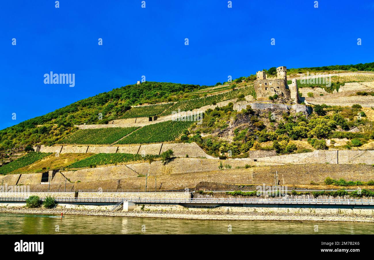 Ehrenfels Castle with vineyards in summer. The Rhine Gorge, UNESCO ...