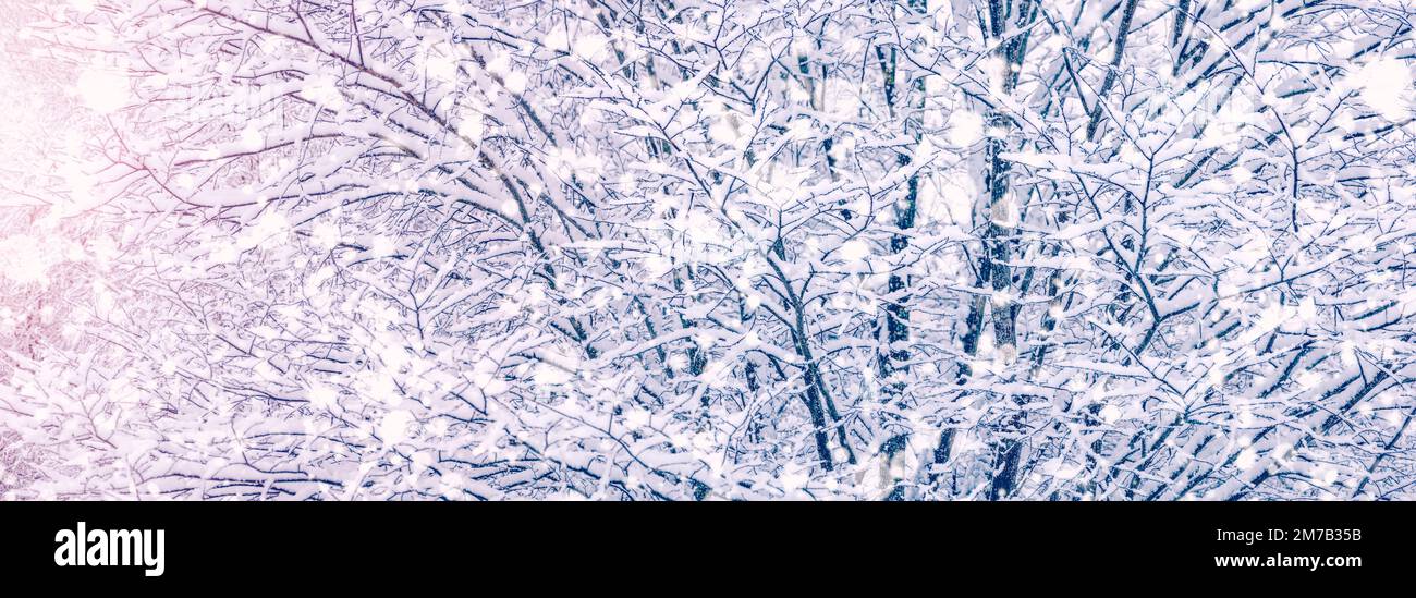 Winter snowfall covering tree branches hi-res stock photography and ...