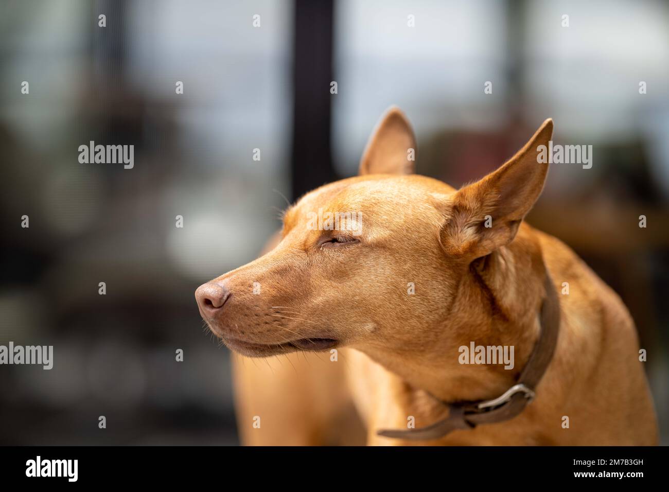 beautiful kelpie working farm dog close up in australia. in summer ...
