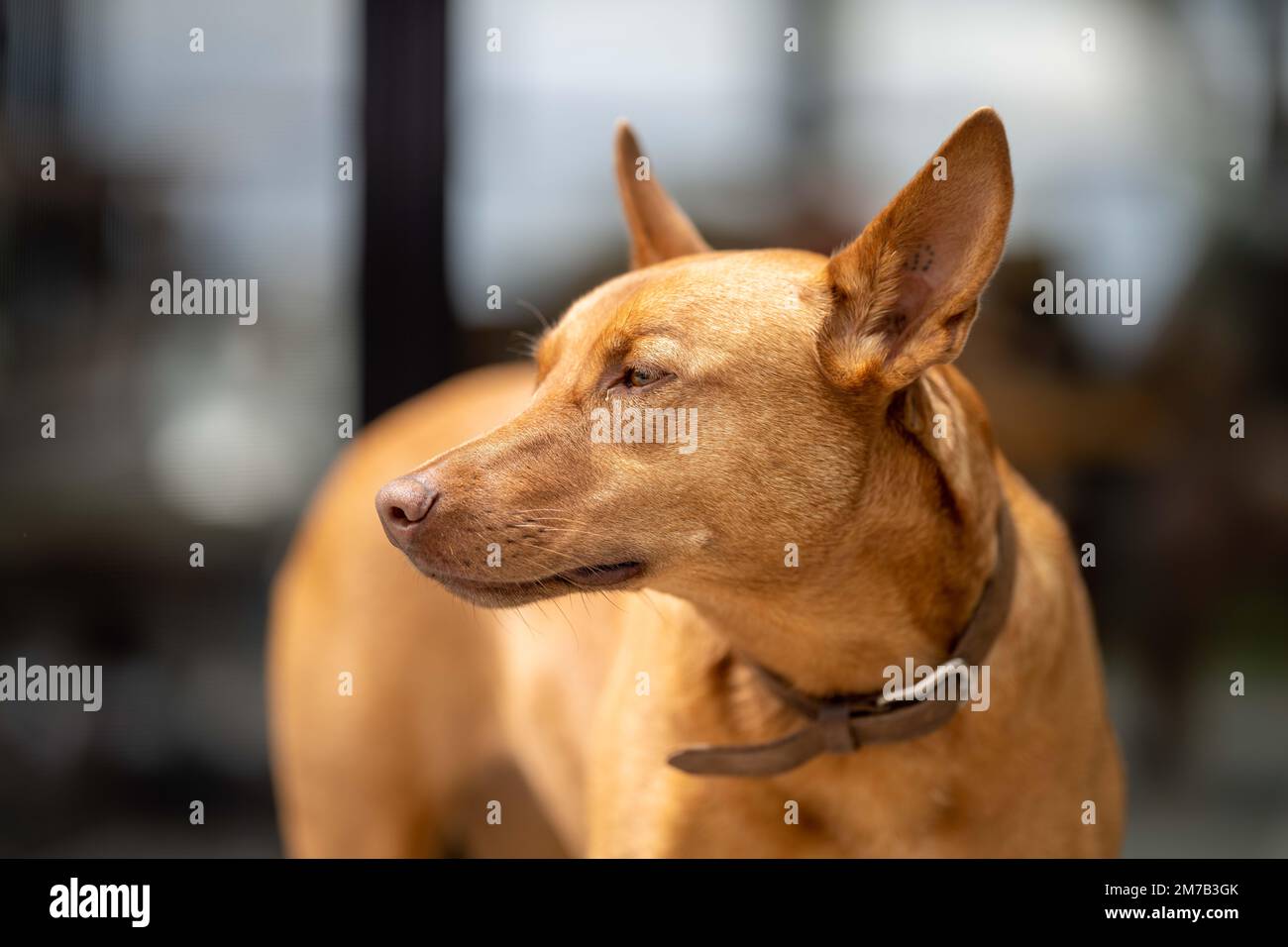 beautiful kelpie working farm dog close up in australia. in summer ...