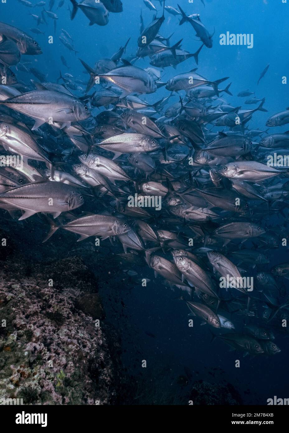 A vertical shot of the school of kingfish tuna swimming underwater ...