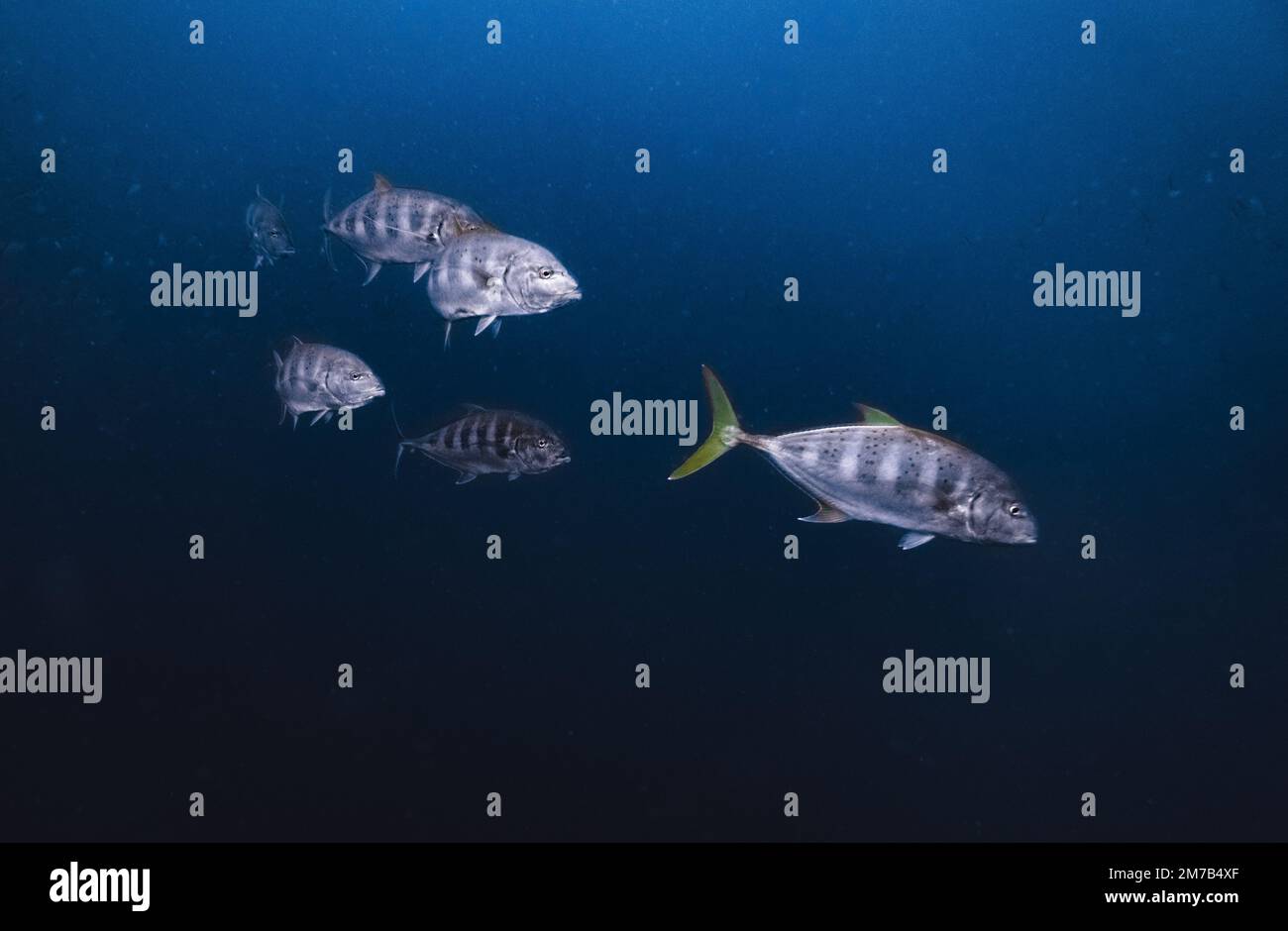 A school of kingfish tuna swimming underwater Stock Photo - Alamy