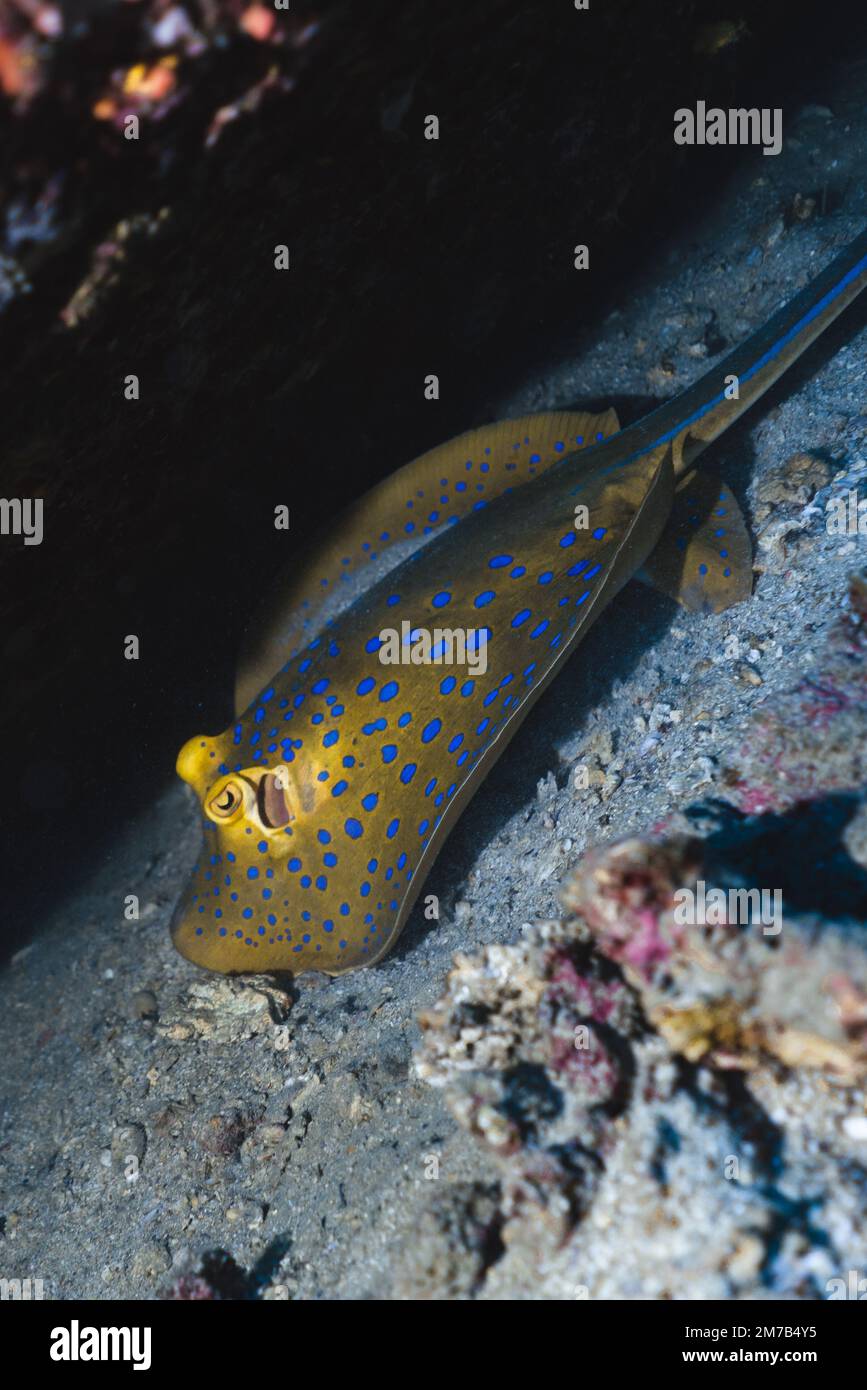 Limma hi-res stock photography and images - Alamy