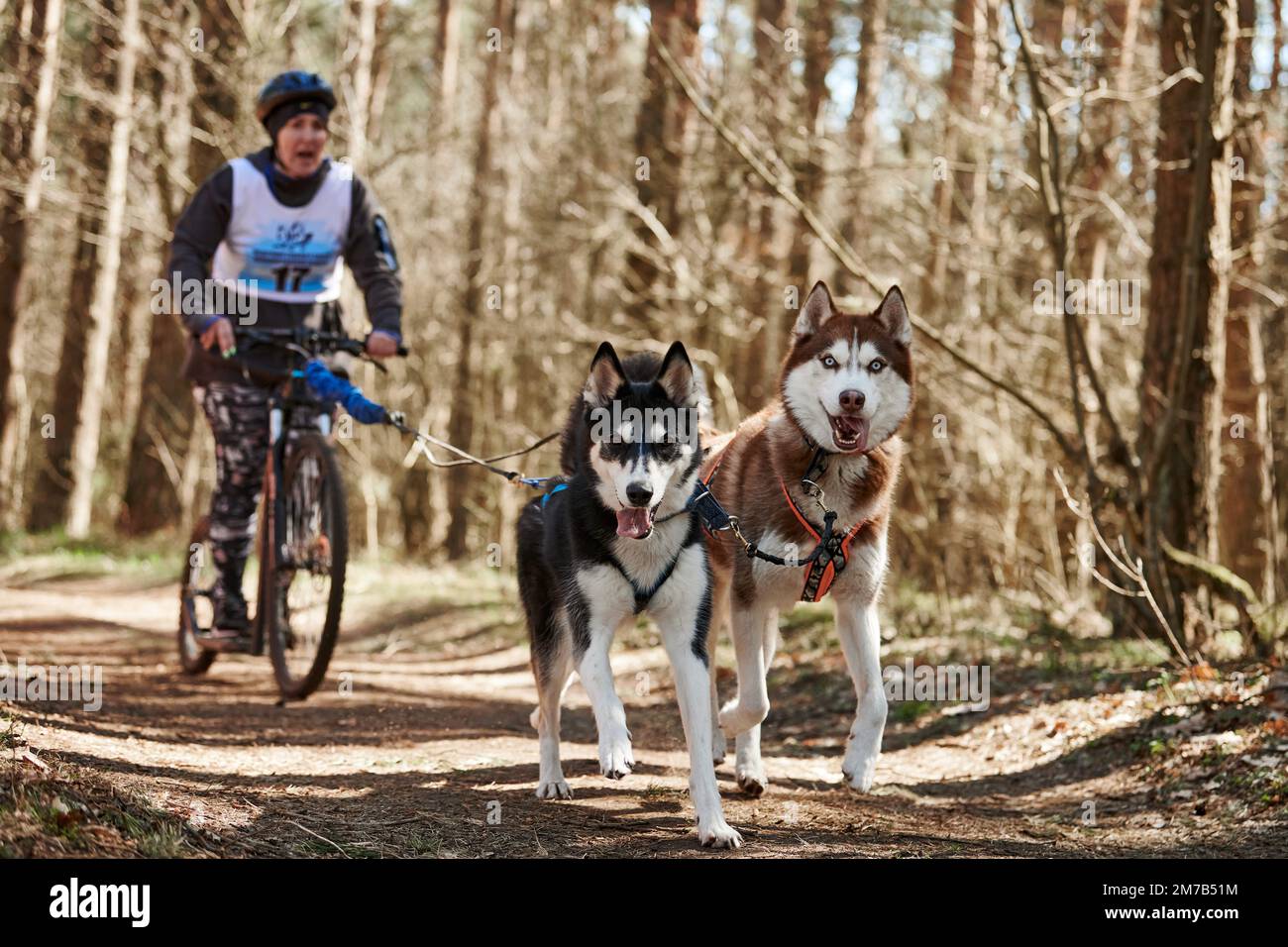 Svetly, Russia - 04.17.2022 - Running Siberian Husky sled dogs pulling ...