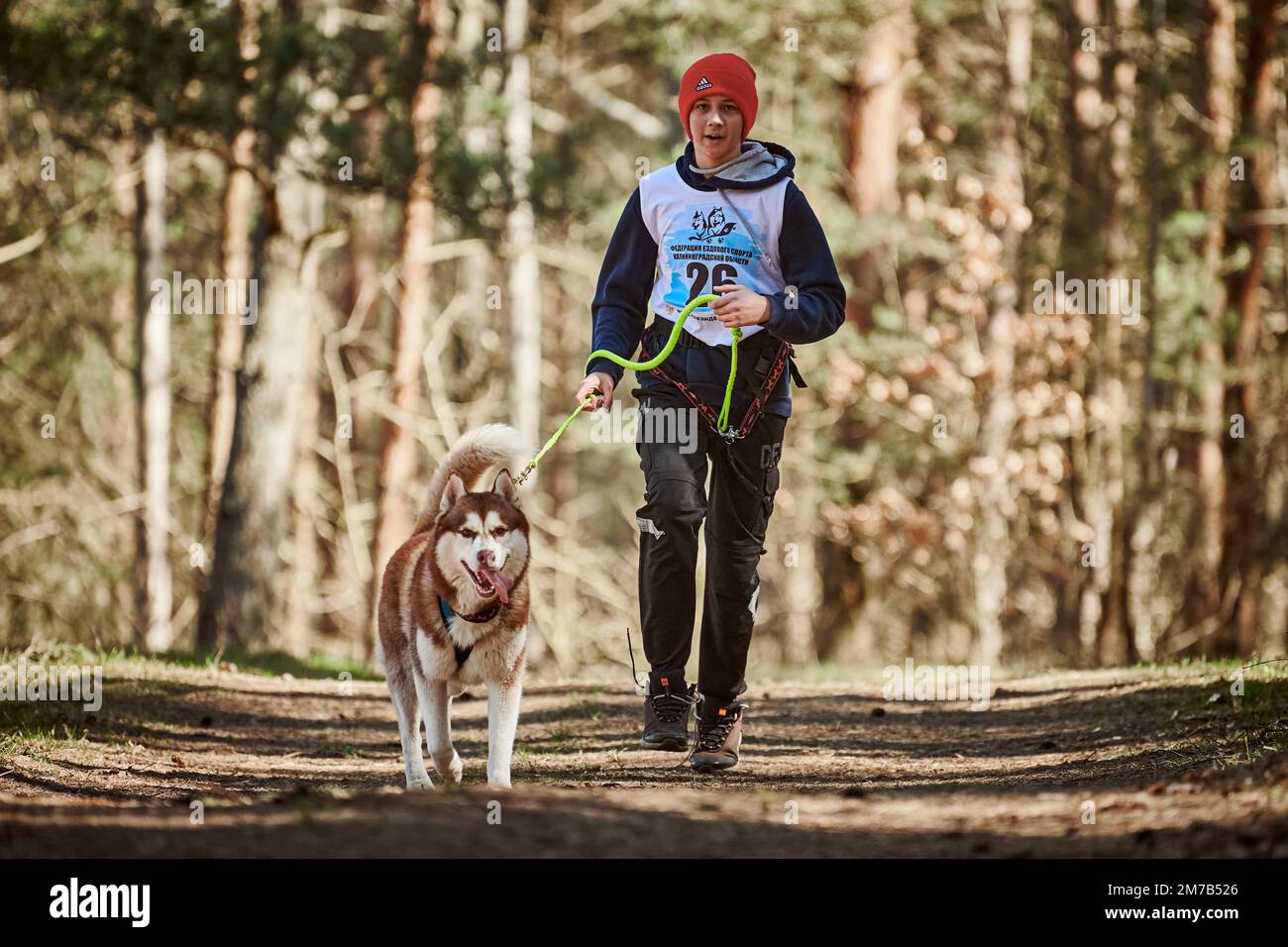 Svetly, Russia - 04.17.2022 - Running Siberian Husky sled dog in ...