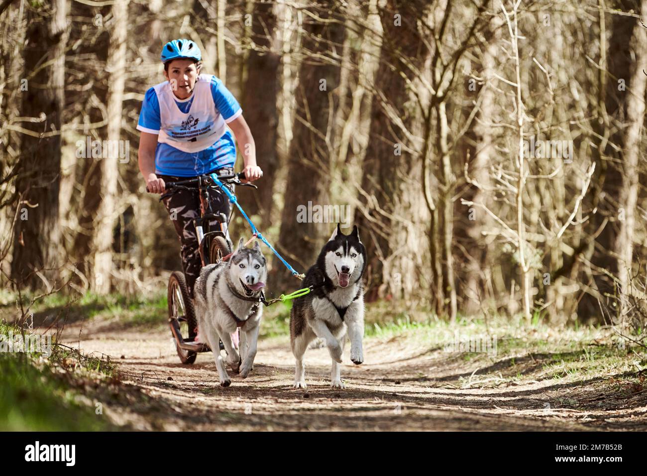 Svetly, Russia - 04.17.2022 - Running Siberian Husky sled dogs pulling ...