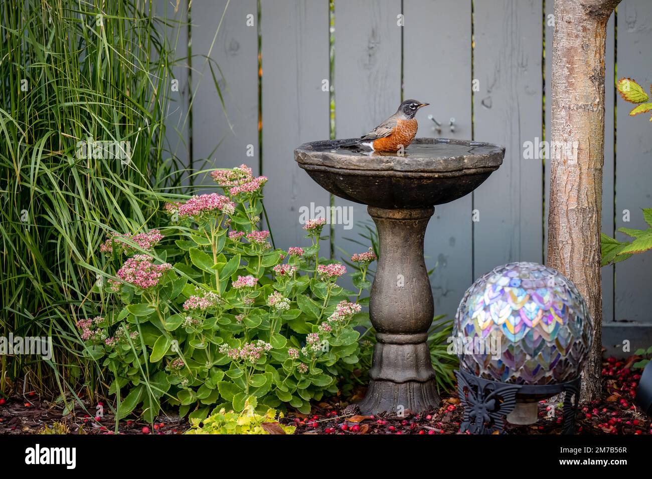 Robin fountain hi-res stock photography and images - Alamy