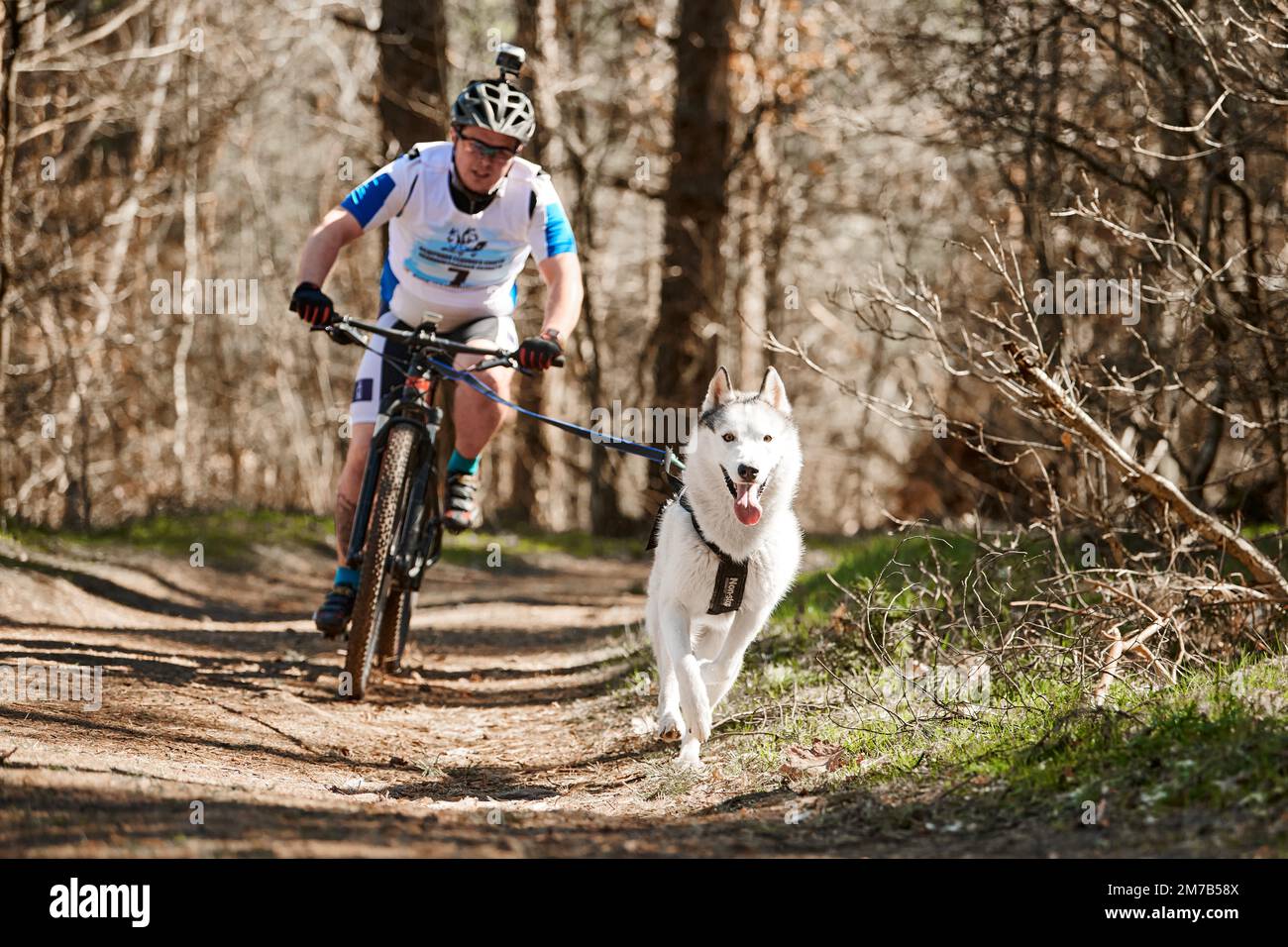 Svetly, Russia - 04.17.2022 - Running Siberian Husky sled dog pulling ...