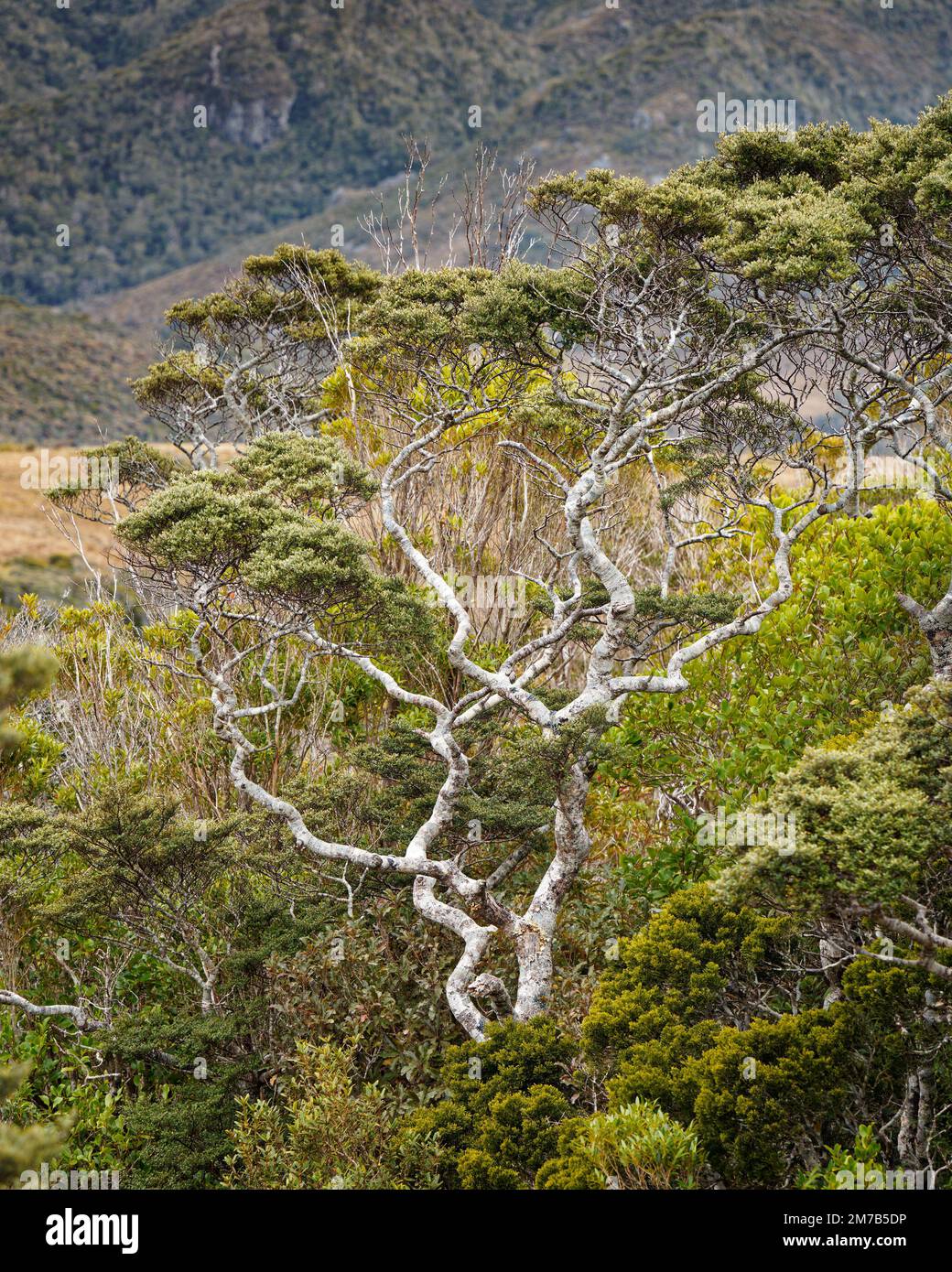 A twisted mountain beech tree. Kahurangi National Park, Tasman region ...