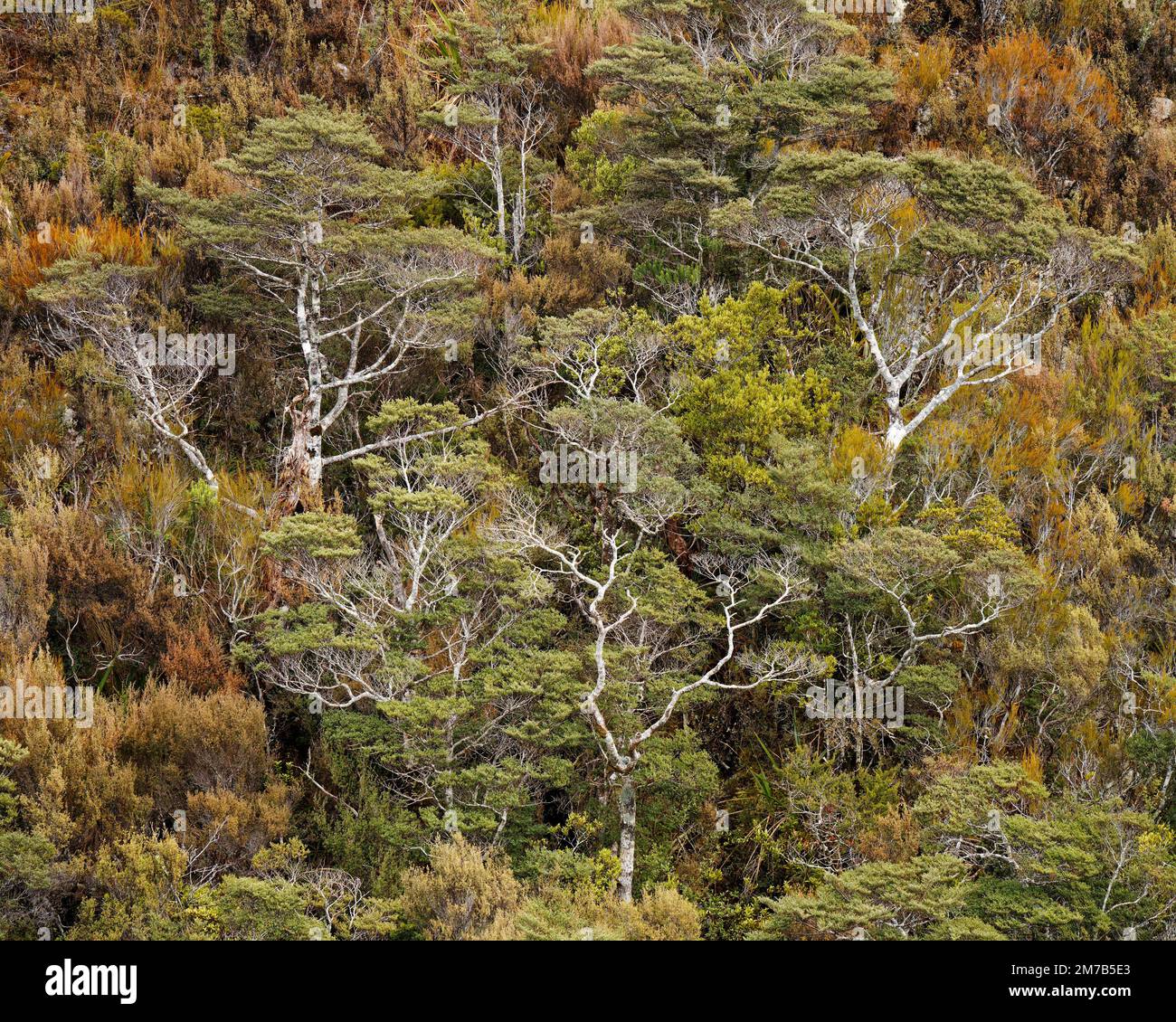 Mountain beech trees in Kahurangi National Park, Tasman region, south ...