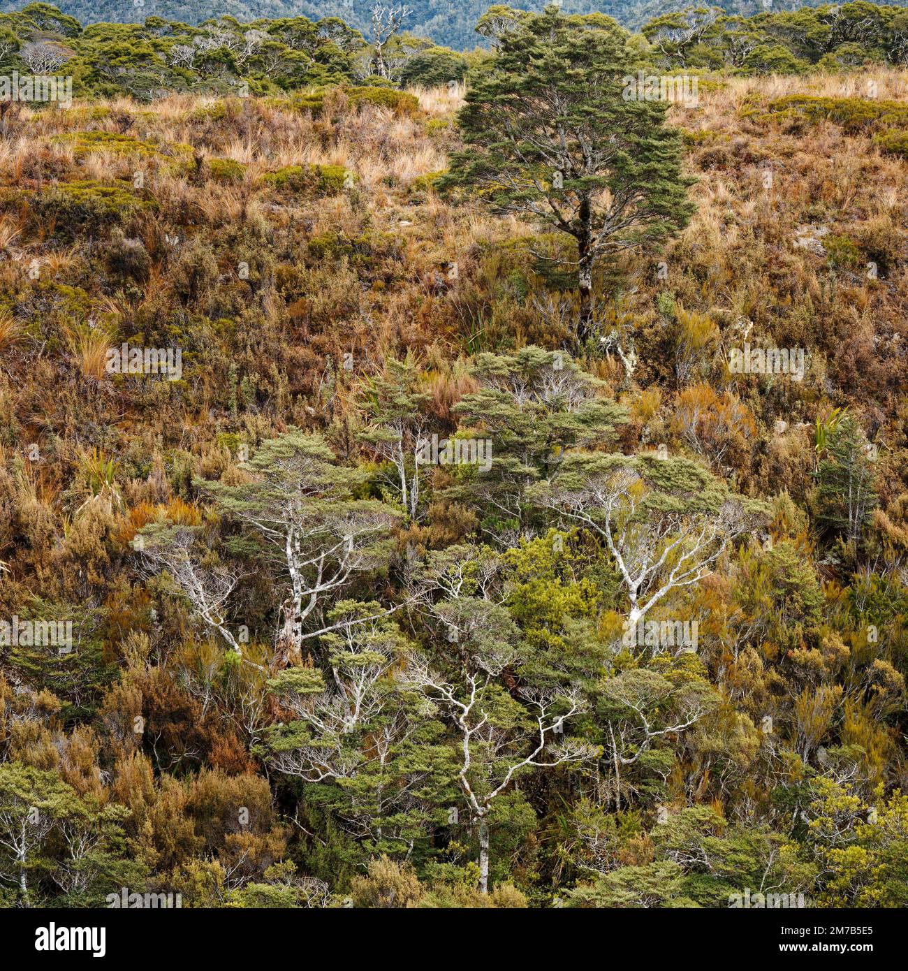 Mountain beech trees in Kahurangi National Park, Tasman region, south ...