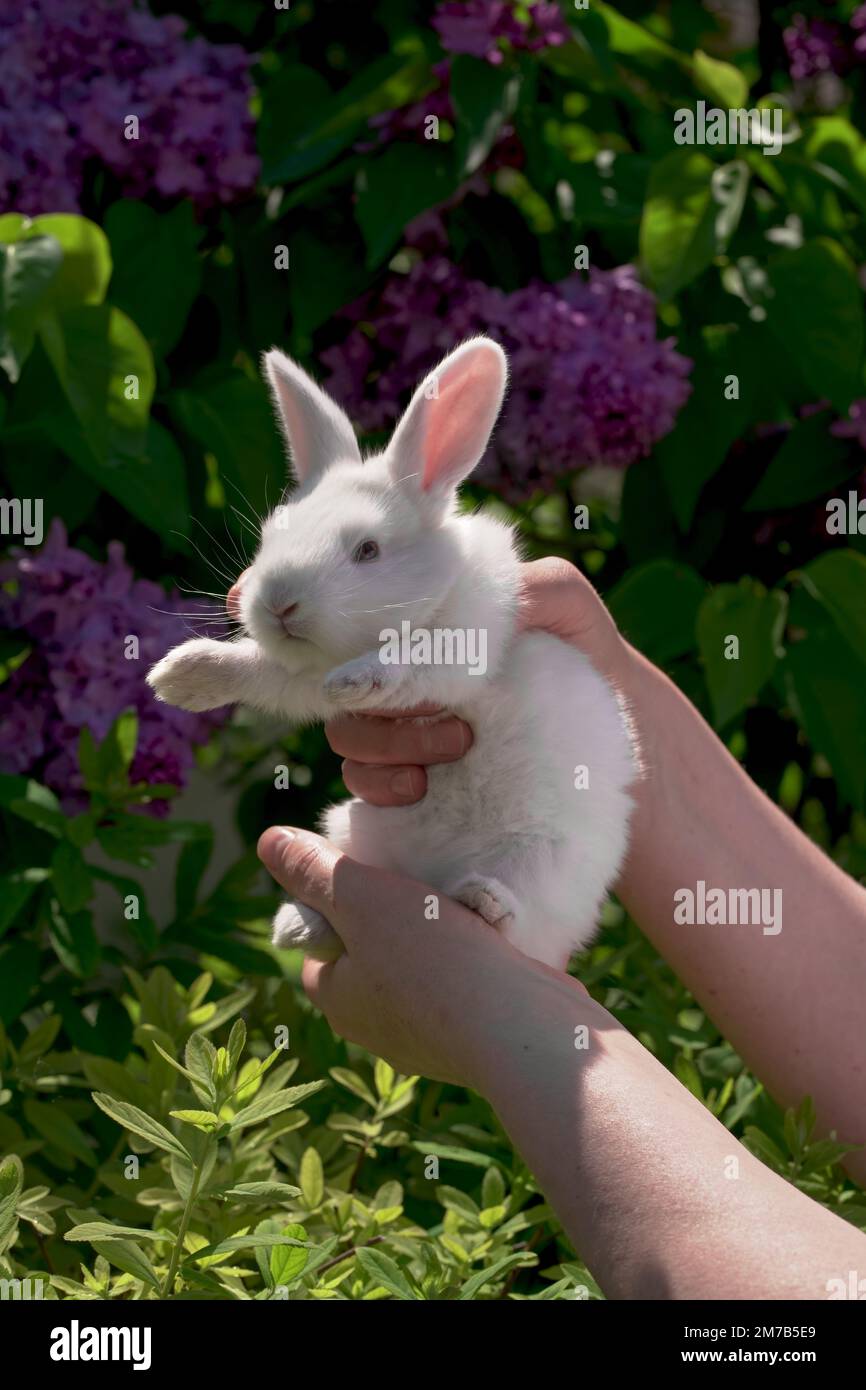 A little white rabbit with beautiful fluffy fur in human hands ...