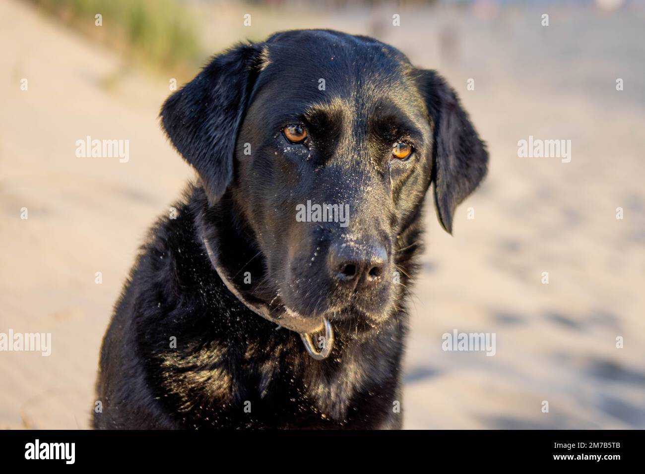 A close-up of a black labrador retriever on the beach in sunlight ...