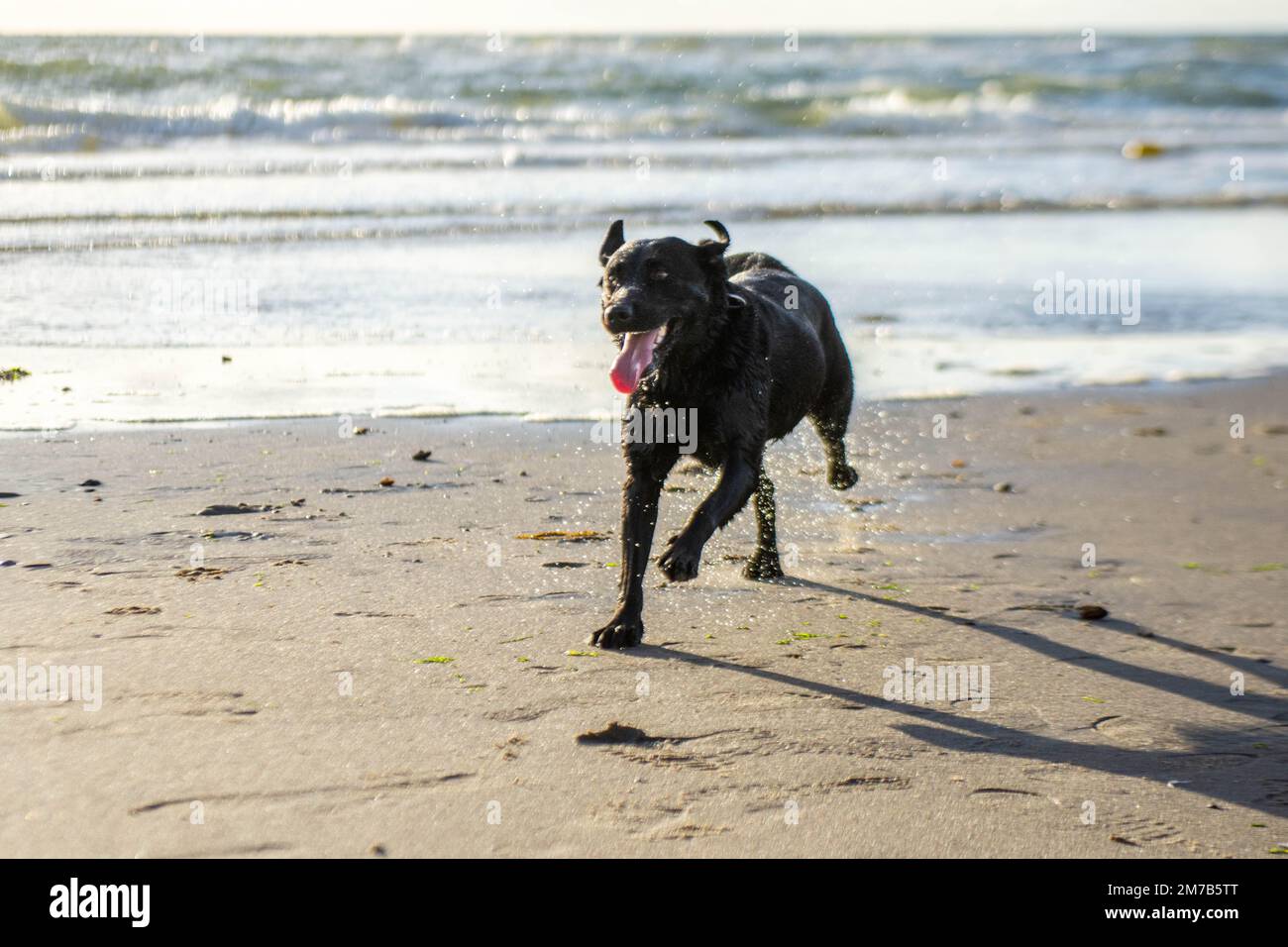 A black labrador retriever running on the beach in sunlight looking ...