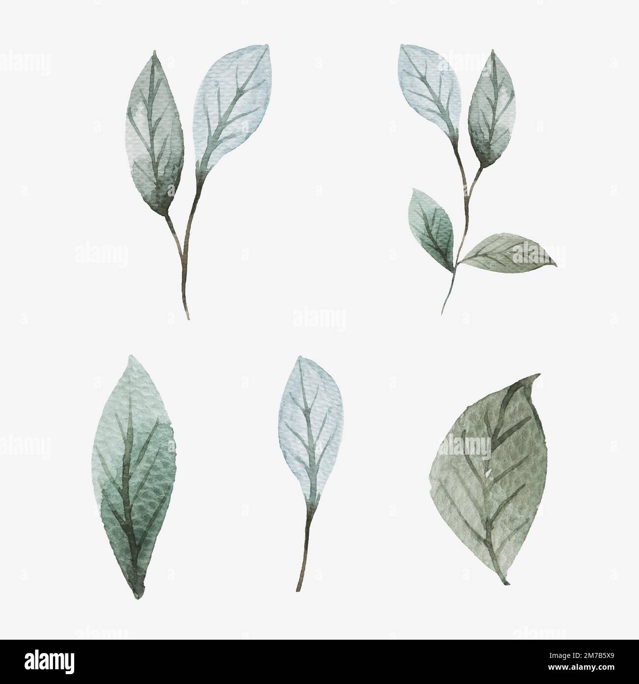 Hand painted watercolor leaves vector set Stock Vector Image & Art - Alamy