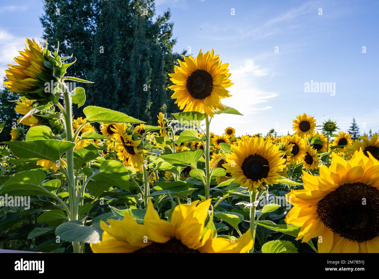 An aerial view of growing sunflowers in sunflower field Stock Photo - Alamy