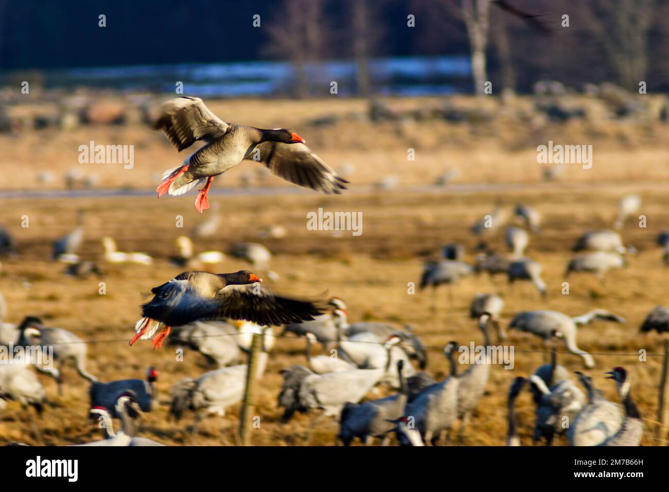 Greylag geese flock landing hi-res stock photography and images - Alamy