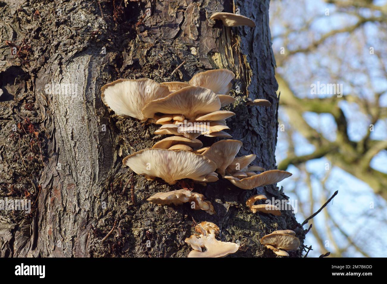 Pleurotus ostreatus, the oyster mushroom or oyster fungus. Mushrooms on ...