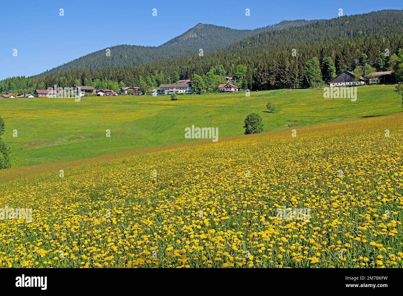 Spring in the Bavarian Forest near Lohberg, colourful meadows in front ...
