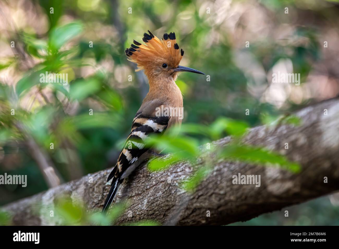 Madagascar hoopoe (Upupa marginata), species of hoopoe in the family ...