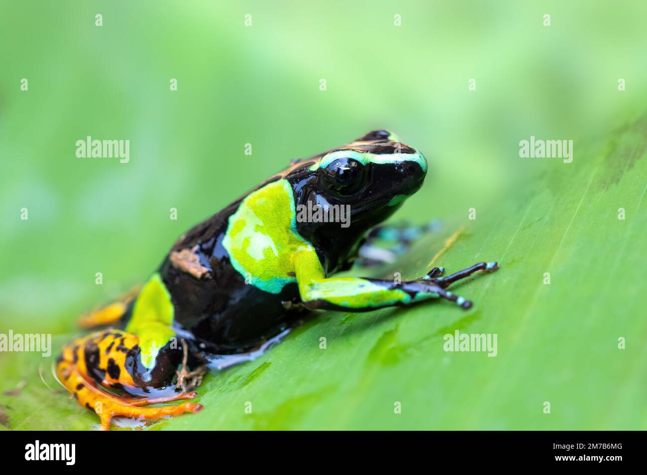 Mantella baroni (known as Baron's mantella, the variegated golden frog ...
