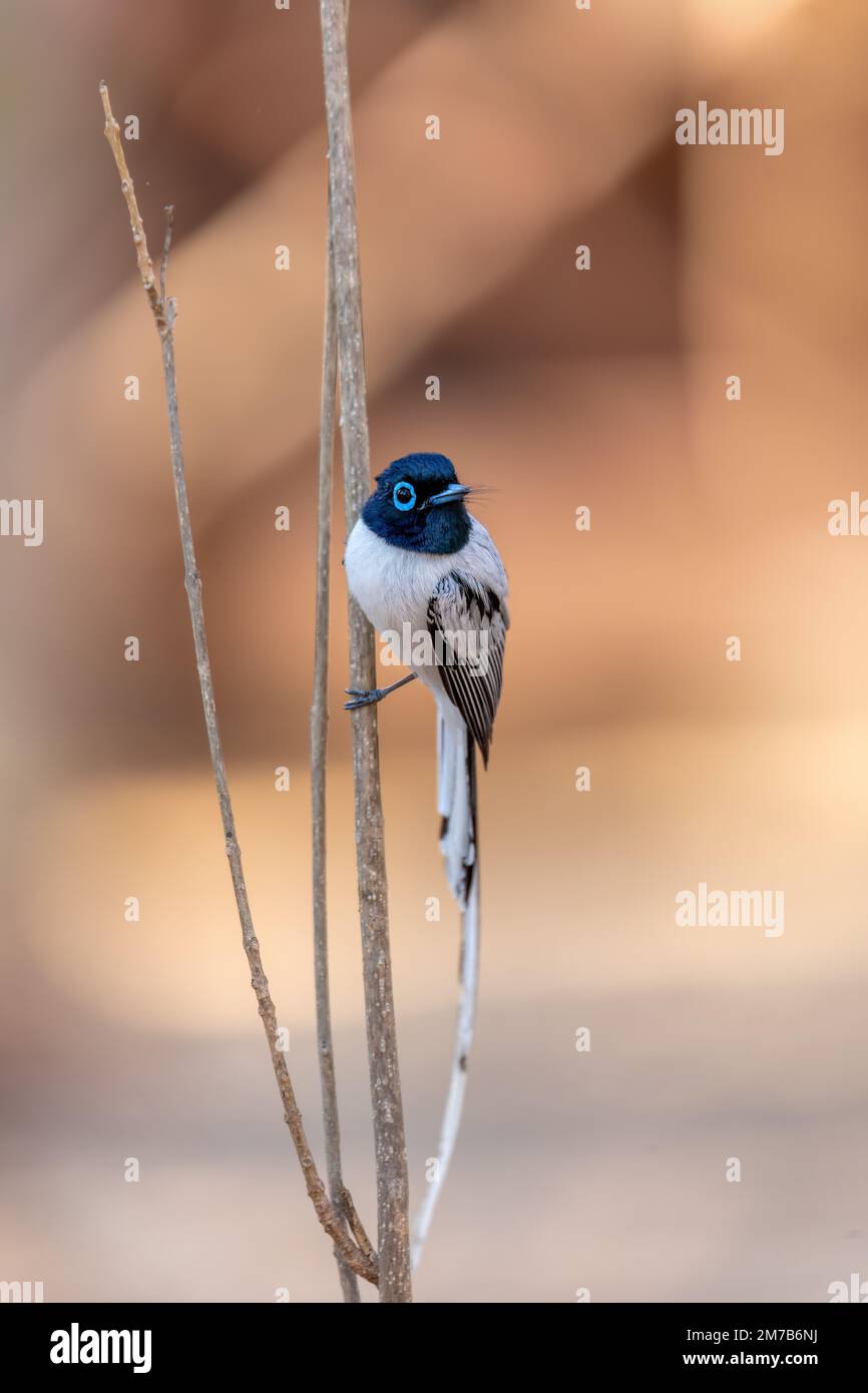 Beautiful bird Malagasy paradise flycatcher (Terpsiphone mutata), Male ...