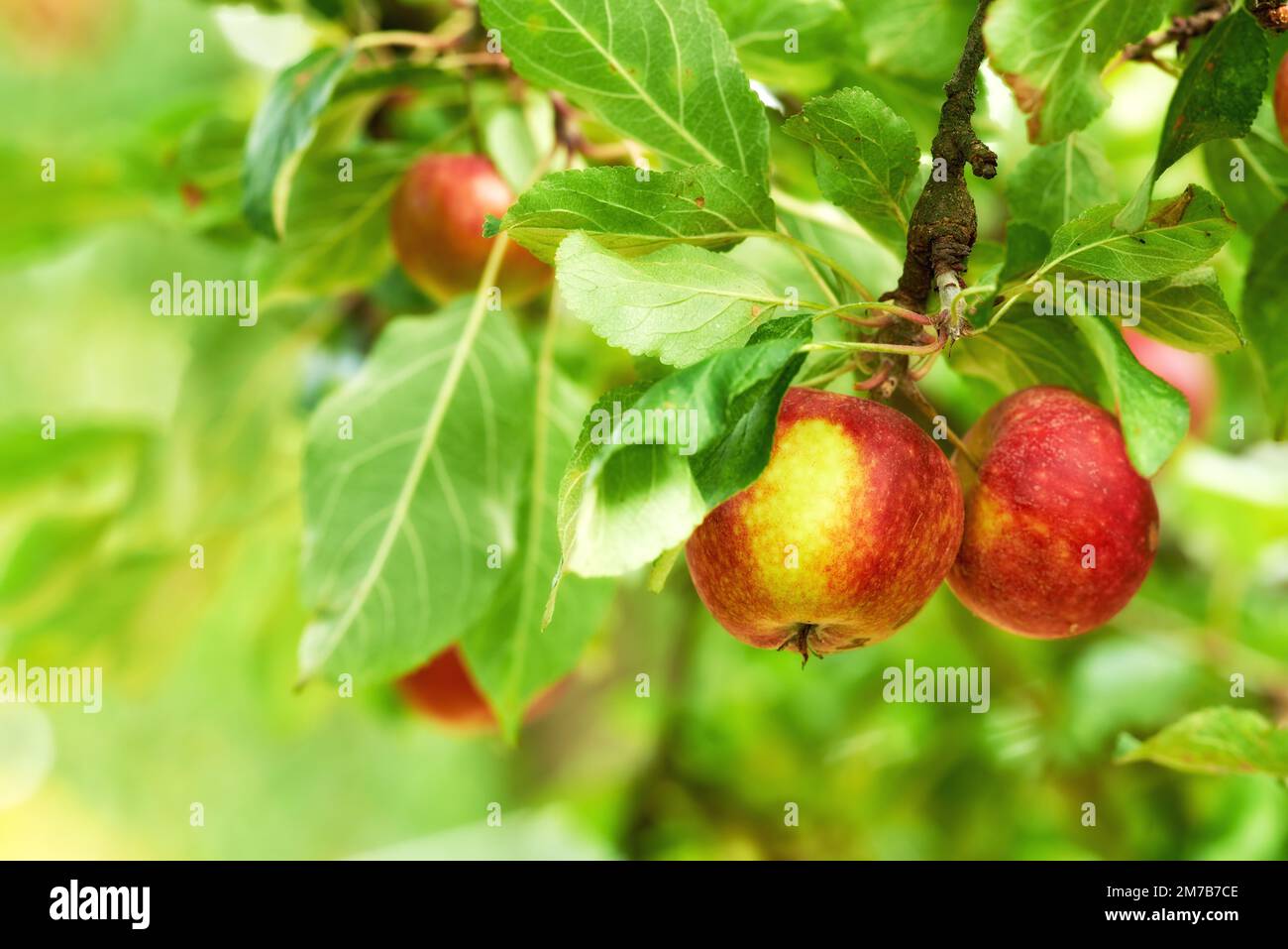 Why not enjoy natures bounty. Bright red apples hanging on a branch in an orchard Stock Photo ...