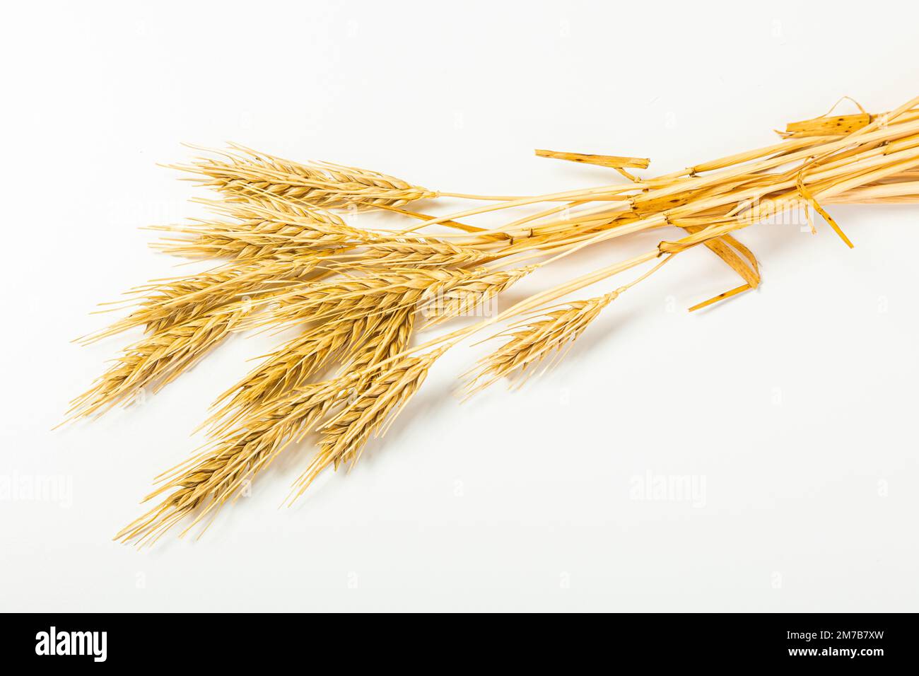 Seeds of ripe wheat on a white background. A whole crop of wheat germ ...