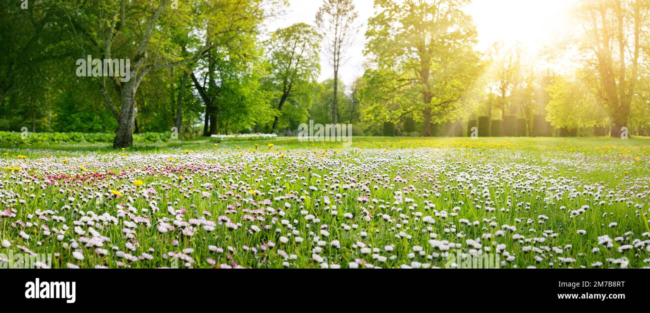 Meadow lots white flowers hi-res stock photography and images - Alamy