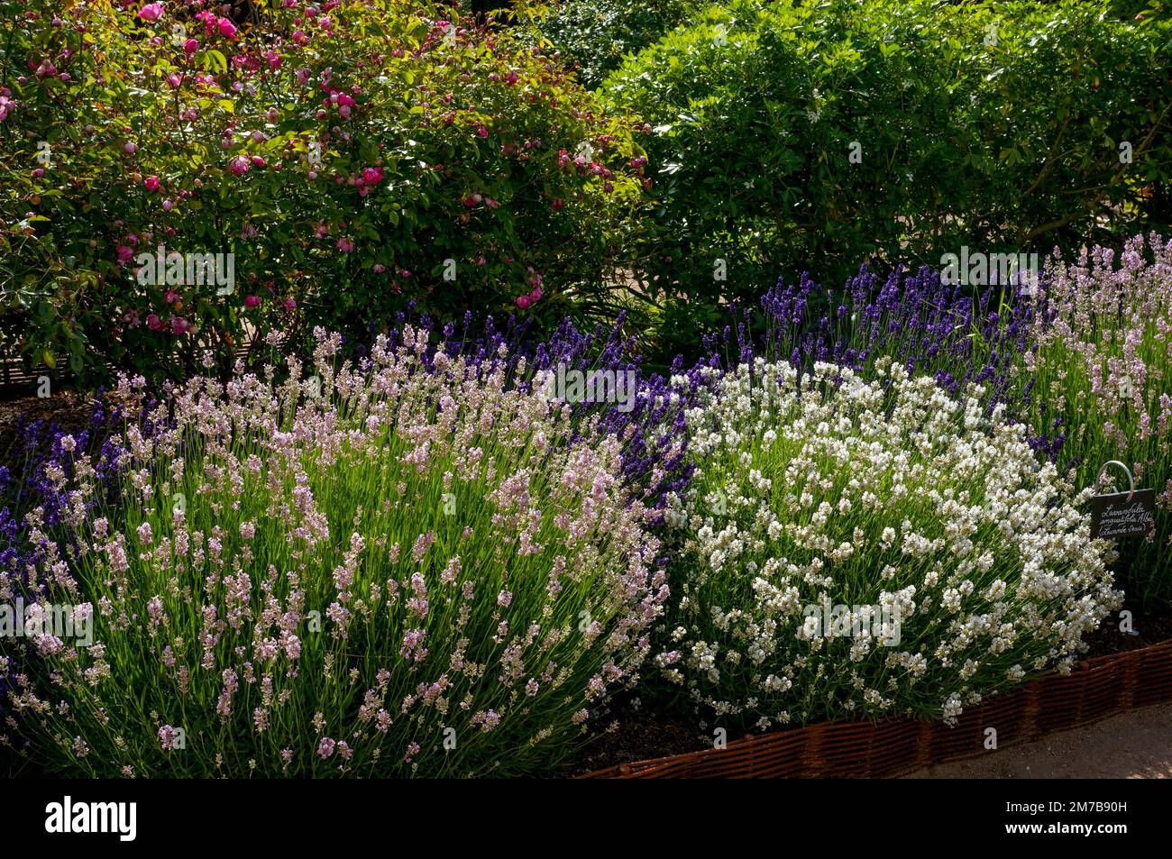 Lavender in various colours Stock Photo - Alamy