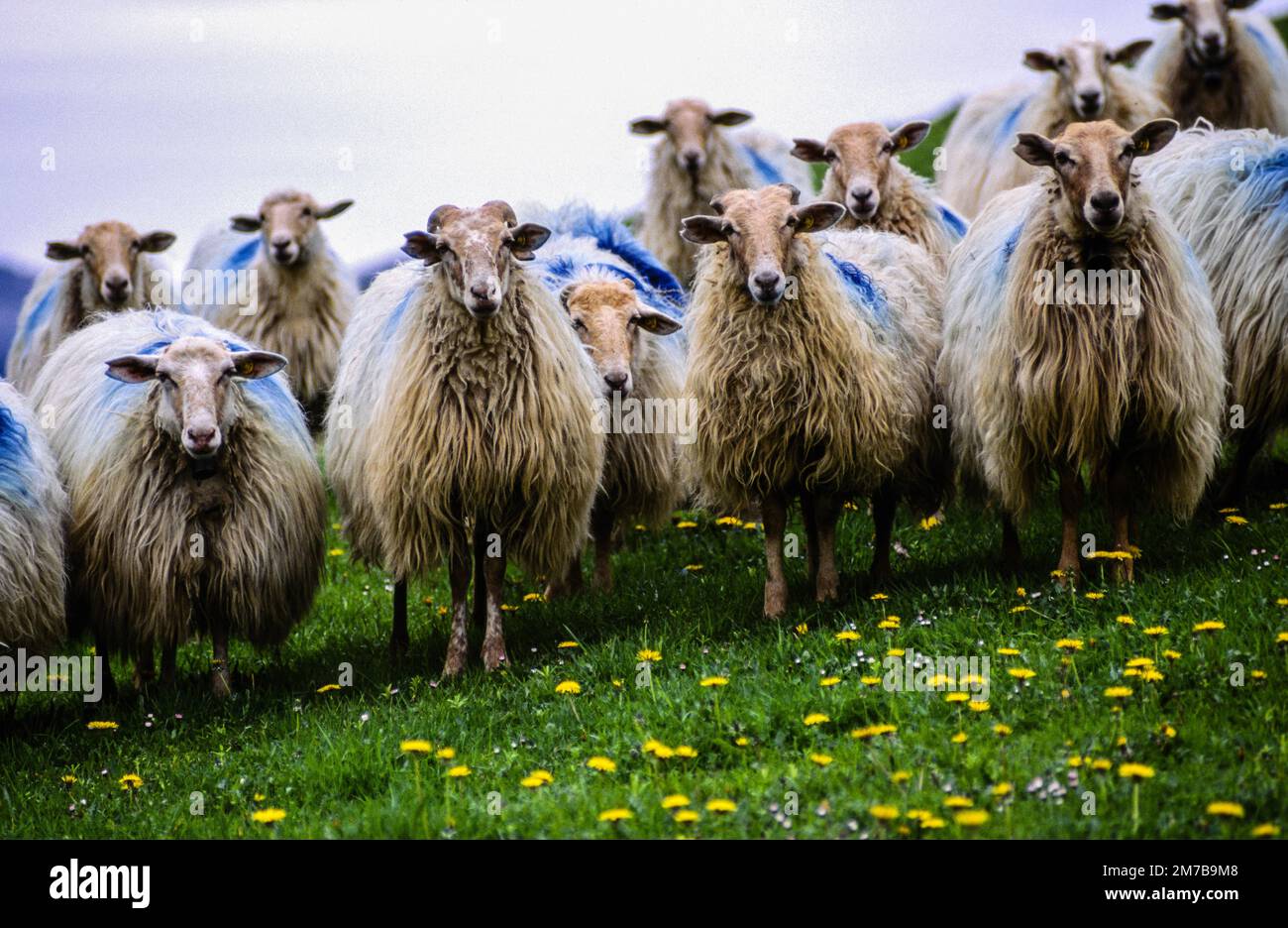 Montañas de pastos hi-res stock photography and images - Alamy