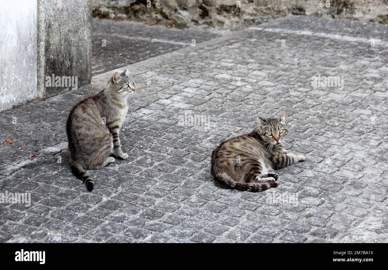 Two gray feral cats on a cobblestone pavement, Povoa de Lanhoso, Minho ...