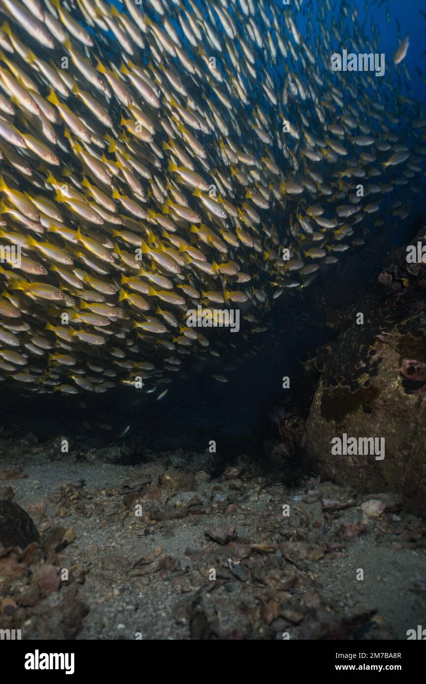 A huge group of anchovy fishes swimming in deep blue sea covered with ...